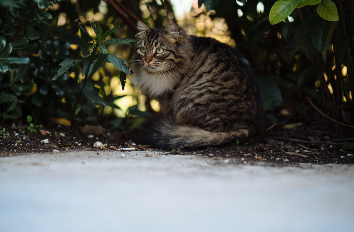 Programme CSRM | SPA Ville de Lévis