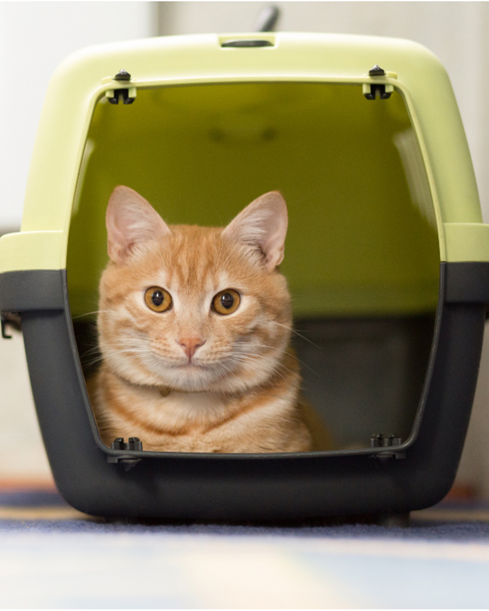 Abandons d'animaux | SPA Ville de Lévis